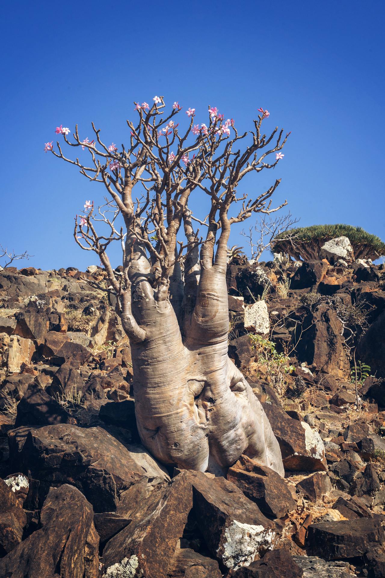 Socotra Island: Explore Tourism, Mystery, Animals and Travel Guide ...